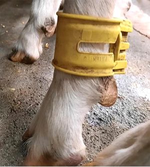 Agri-ID (Datamars) NLIS EID Goat Leg Band - 4Tags.com.au