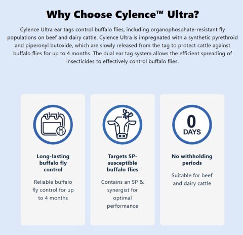 Cylence Ultra Insecticide Cattle Tag - 4Tags.com.au