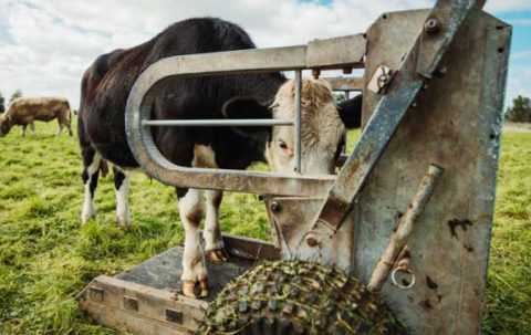 Gallagher Auto Weigher - 4Tags.com.au